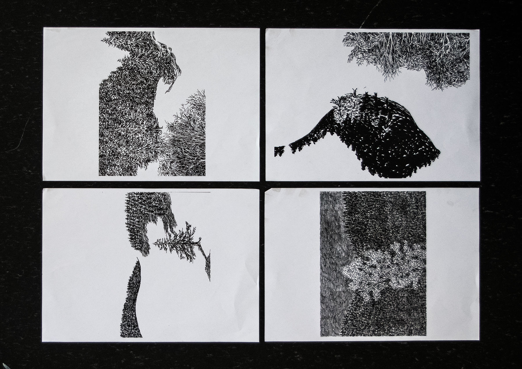 Zorten — Anne-Catherine Roth